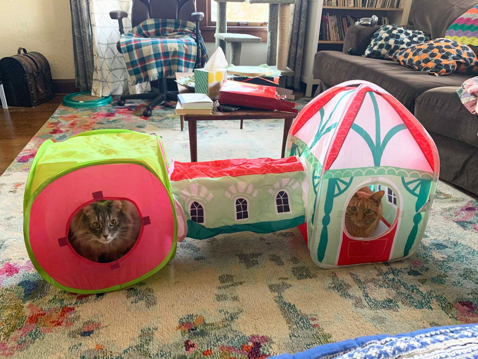 best-cat-cubes | Happy Cat Corner