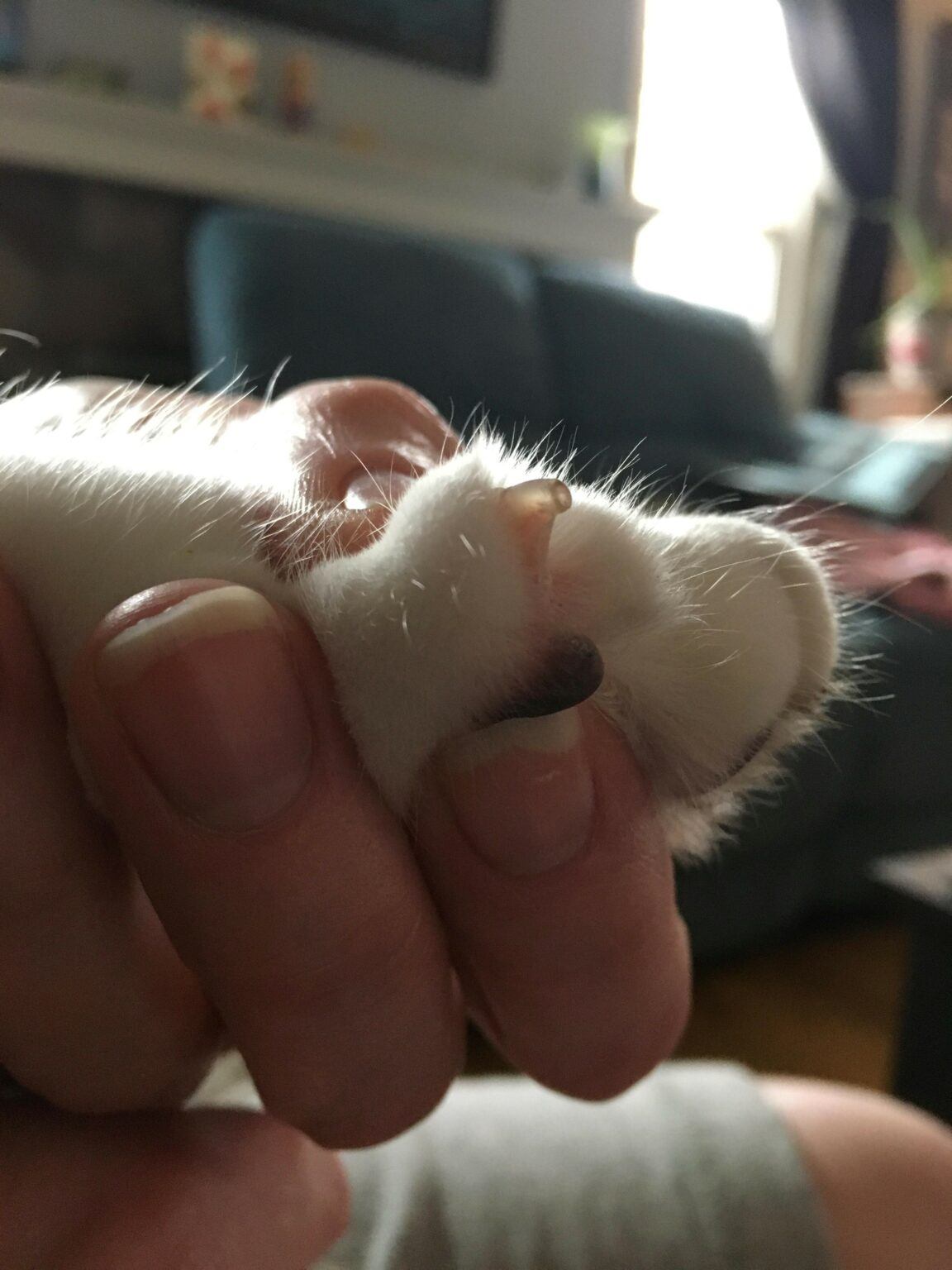 How to Trim a Cat’s Nails at Home – A Guide to Success | Happy Cat Corner