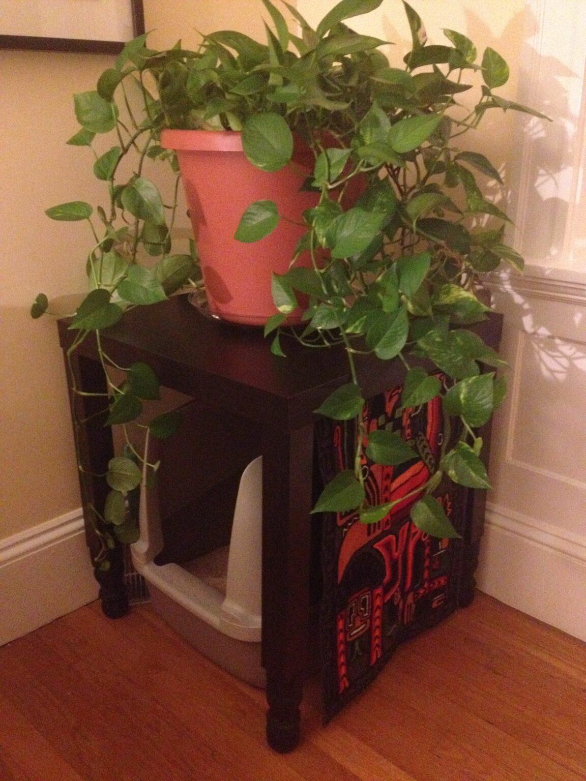 6 Ways to Hide Cat Litter Boxes (When You’re Not a Crafty, Woodworking ...