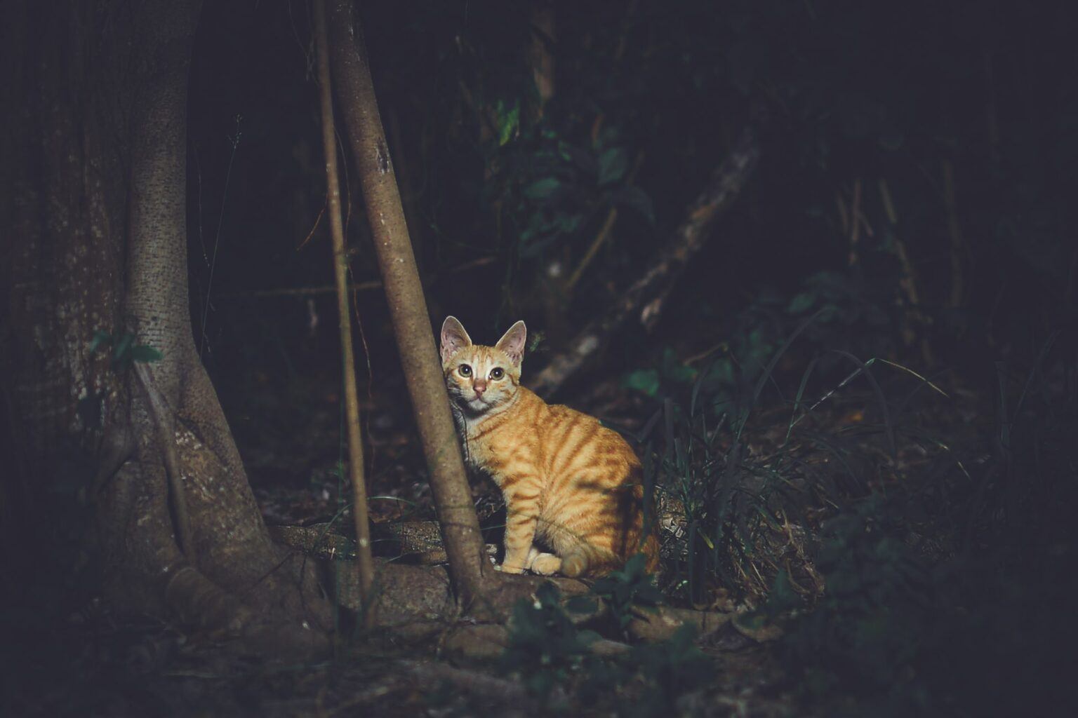 Is it Safe to Let Your Cat Out at Night? | Happy Cat Corner