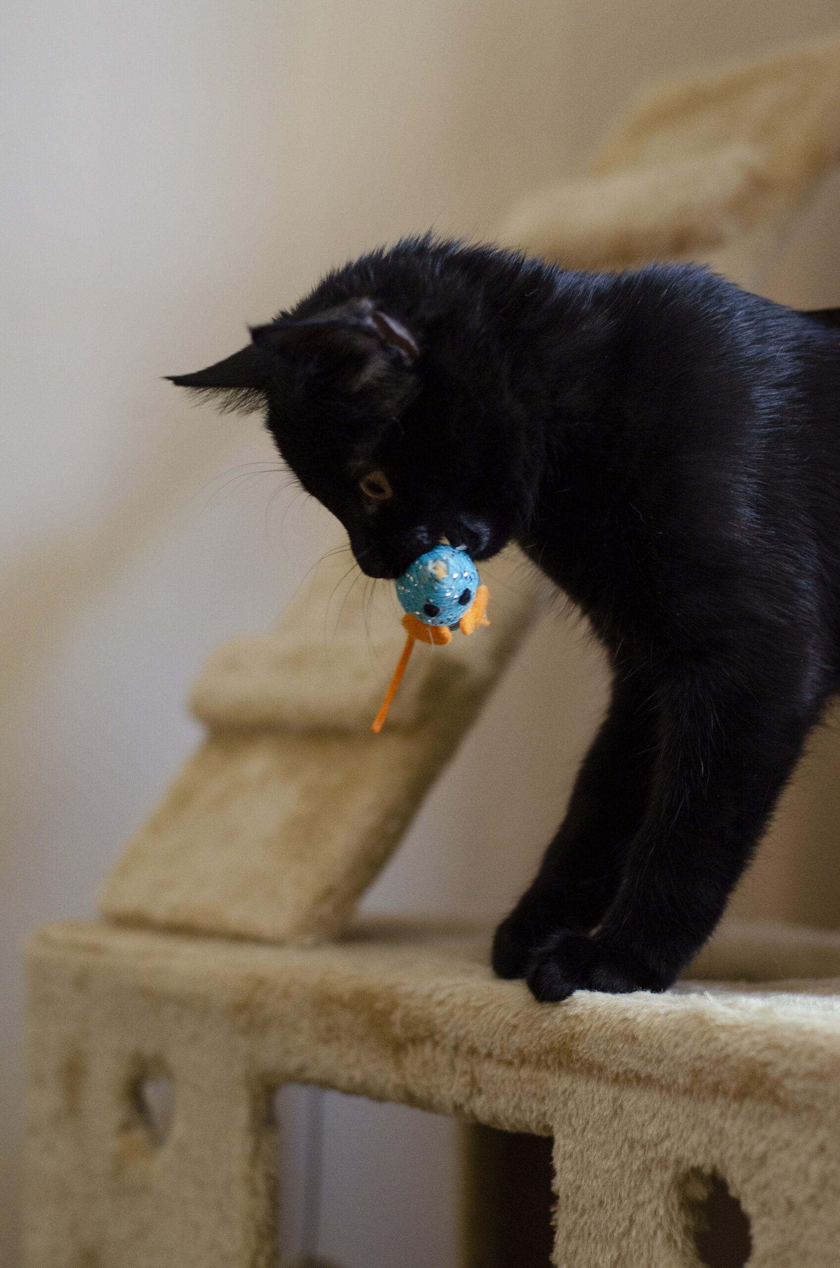 Black cat names male Happy Cat Corner Black cat names male Happy Cat Corner