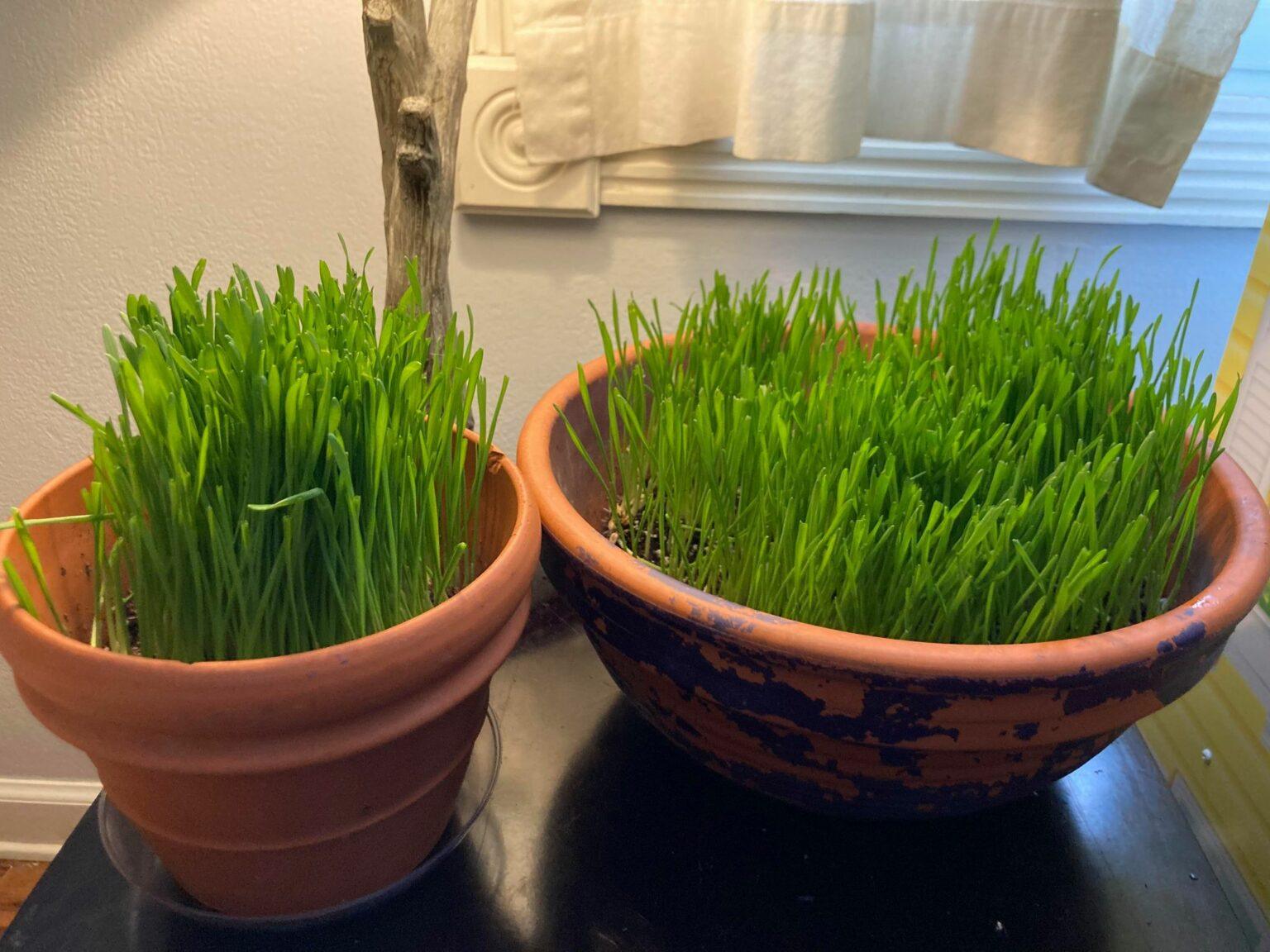 How To Grow Cat Grass (Indoors): Ultimate Beginners Guide | Happy Cat ...