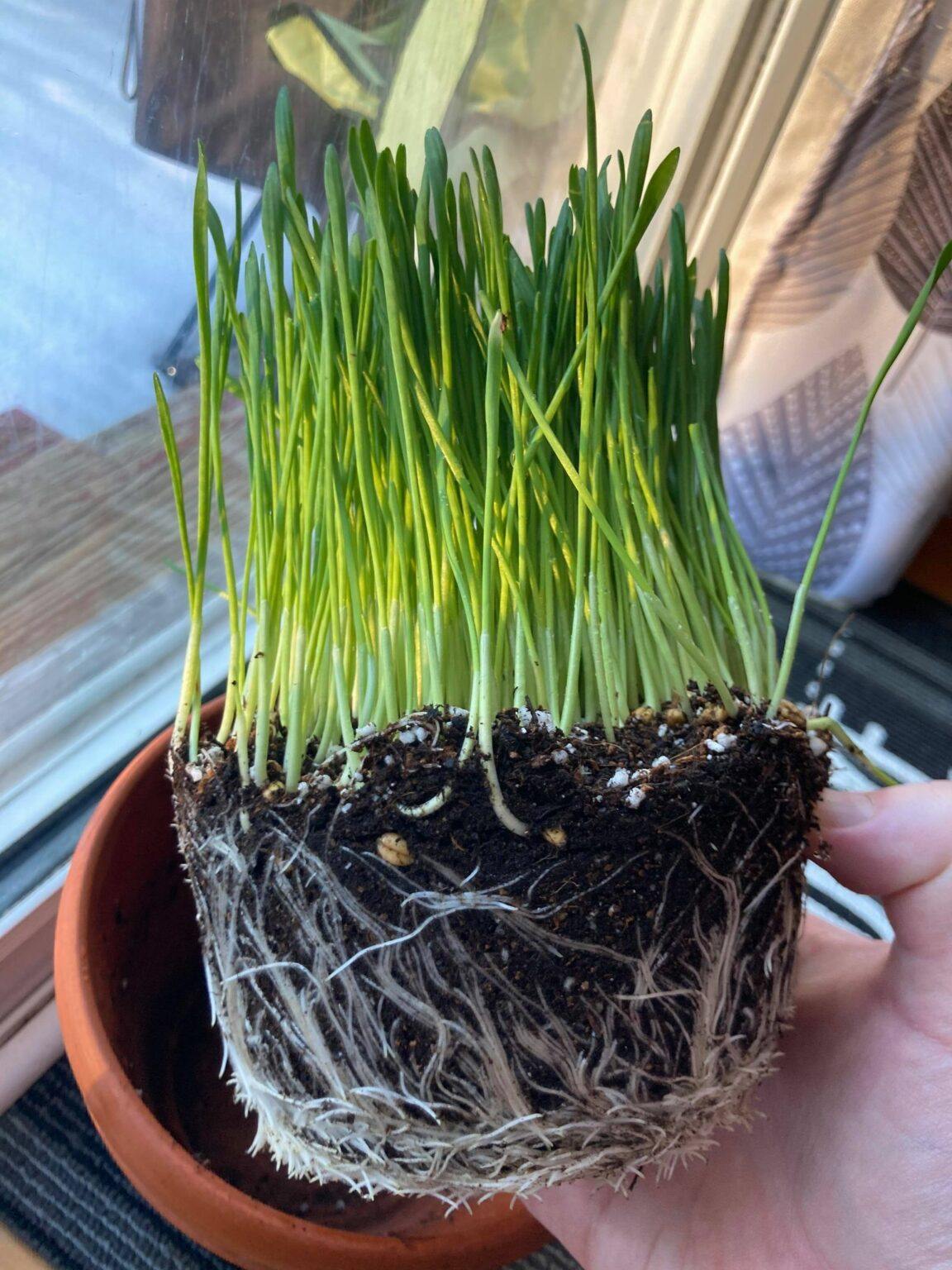How To Grow Cat Grass (Indoors): Ultimate Beginners Guide | Happy Cat ...