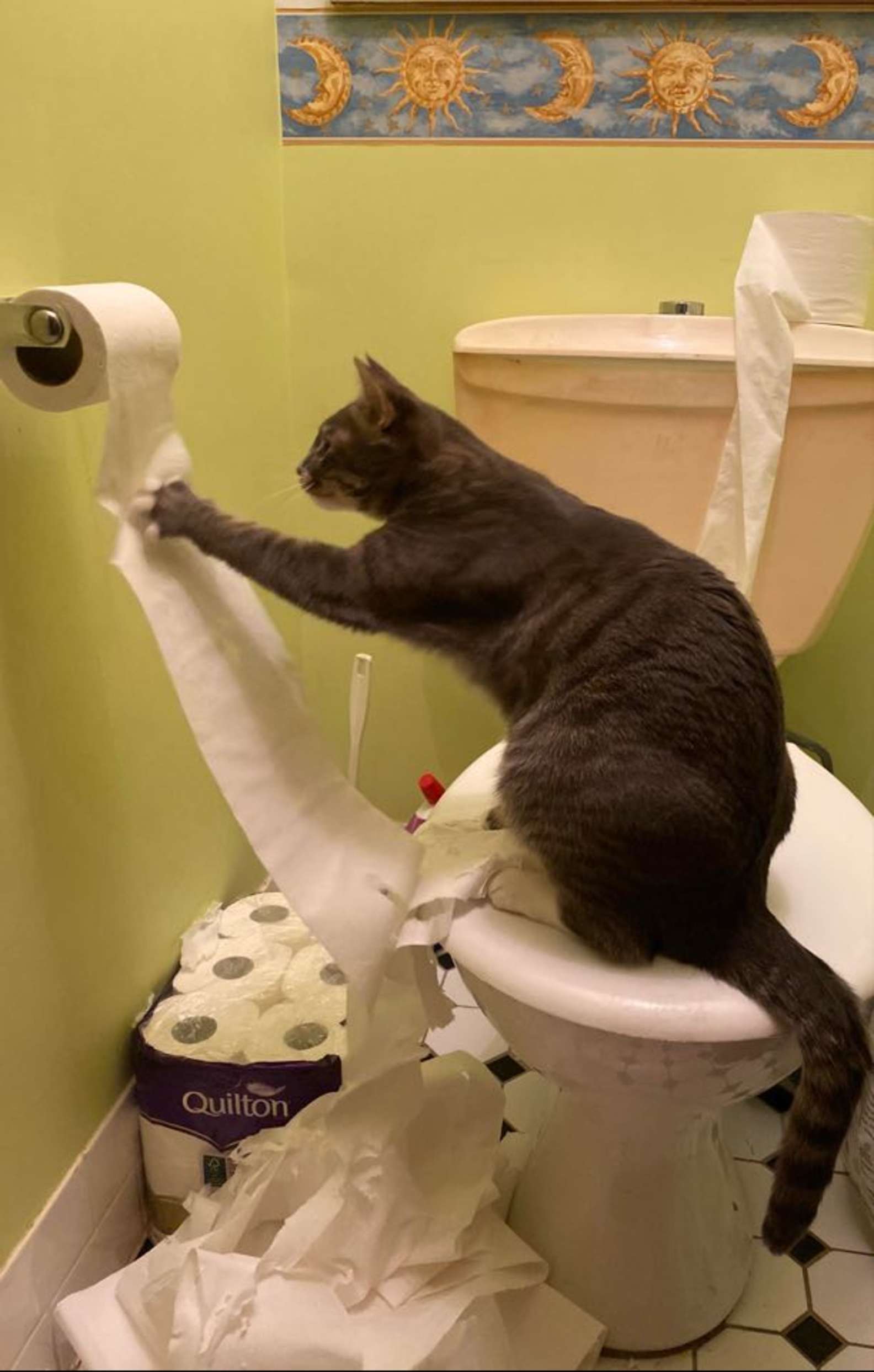 Cat Proof Toilet Paper Holder Www inf inet Cat Proof Toilet Paper Holder Www inf inet